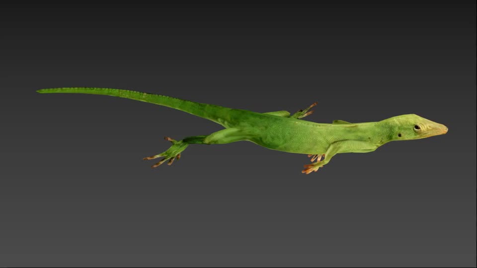 骨骼绑定带动画，蜥蜴，lizard模型-爬行模型库-3ds Max(.max)模型下载-cg模型网