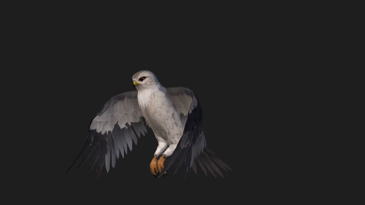 鹘 (Falcon模型-飞禽模型库-Character Creator模型下载-cg模型网